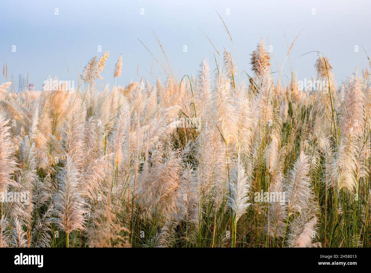 Kash flower hi-res stock photography and images - Alamy