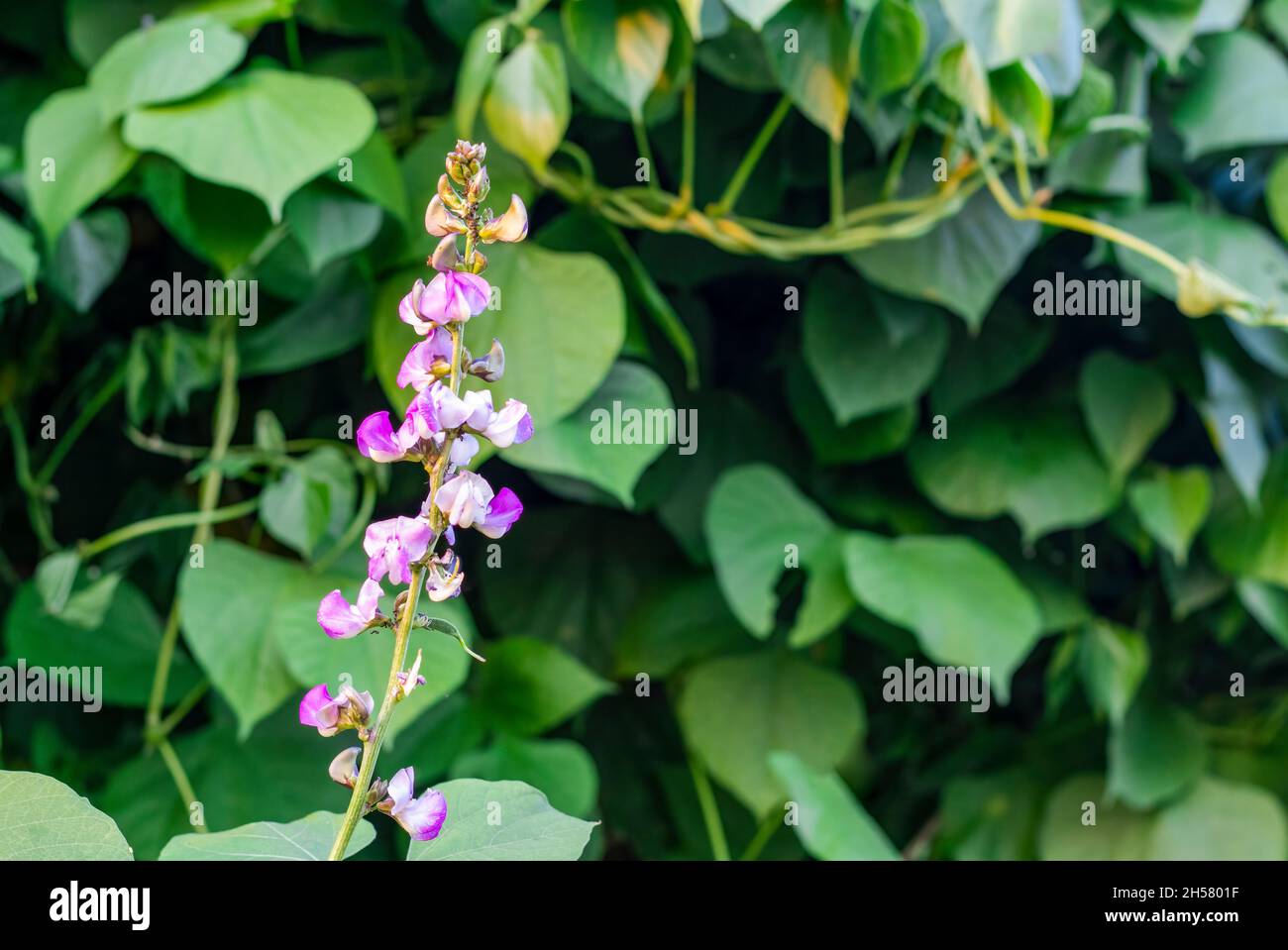 Bloomed purple common bean flower inside of an agricultural farm Stock ...