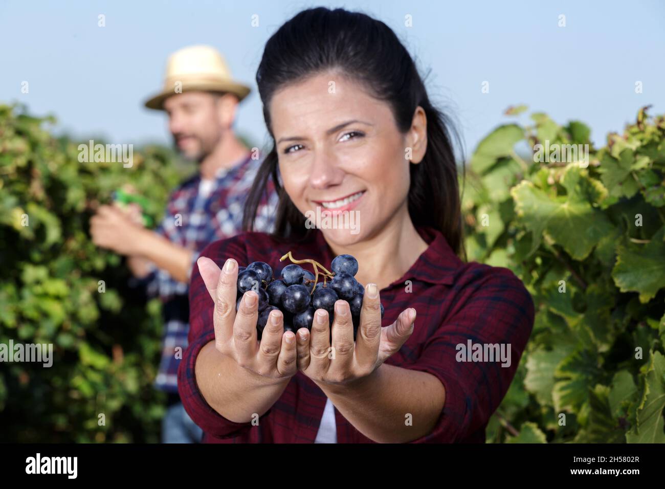 woman in a vineyard holding a handful of grapes Stock Photo - Alamy