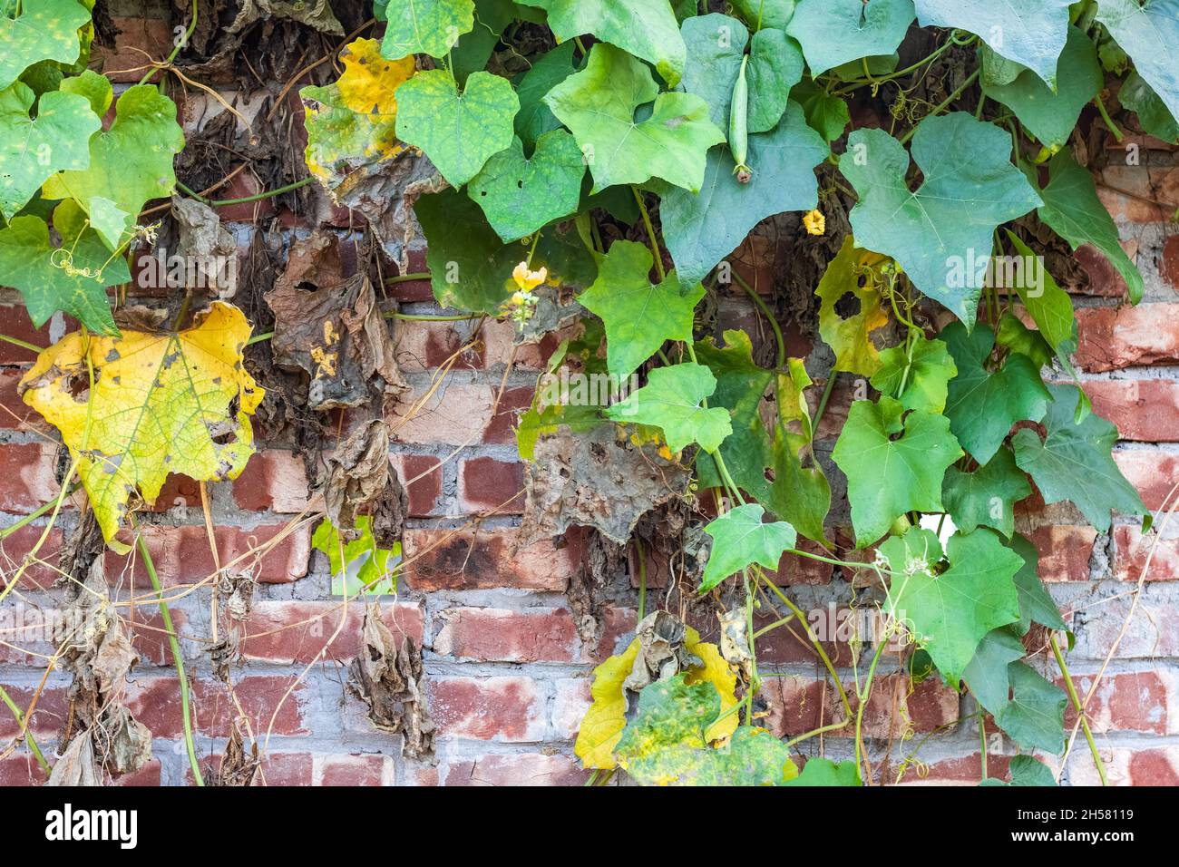 Luffa aegyptiaca or sponge gourd vegetable plants growing on a fully ...