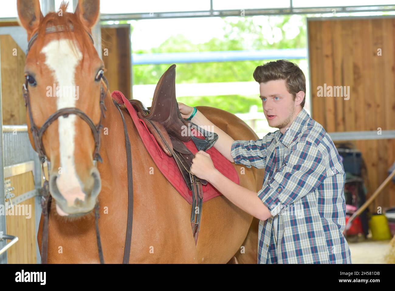 a man saddling a horse Stock Photo - Alamy