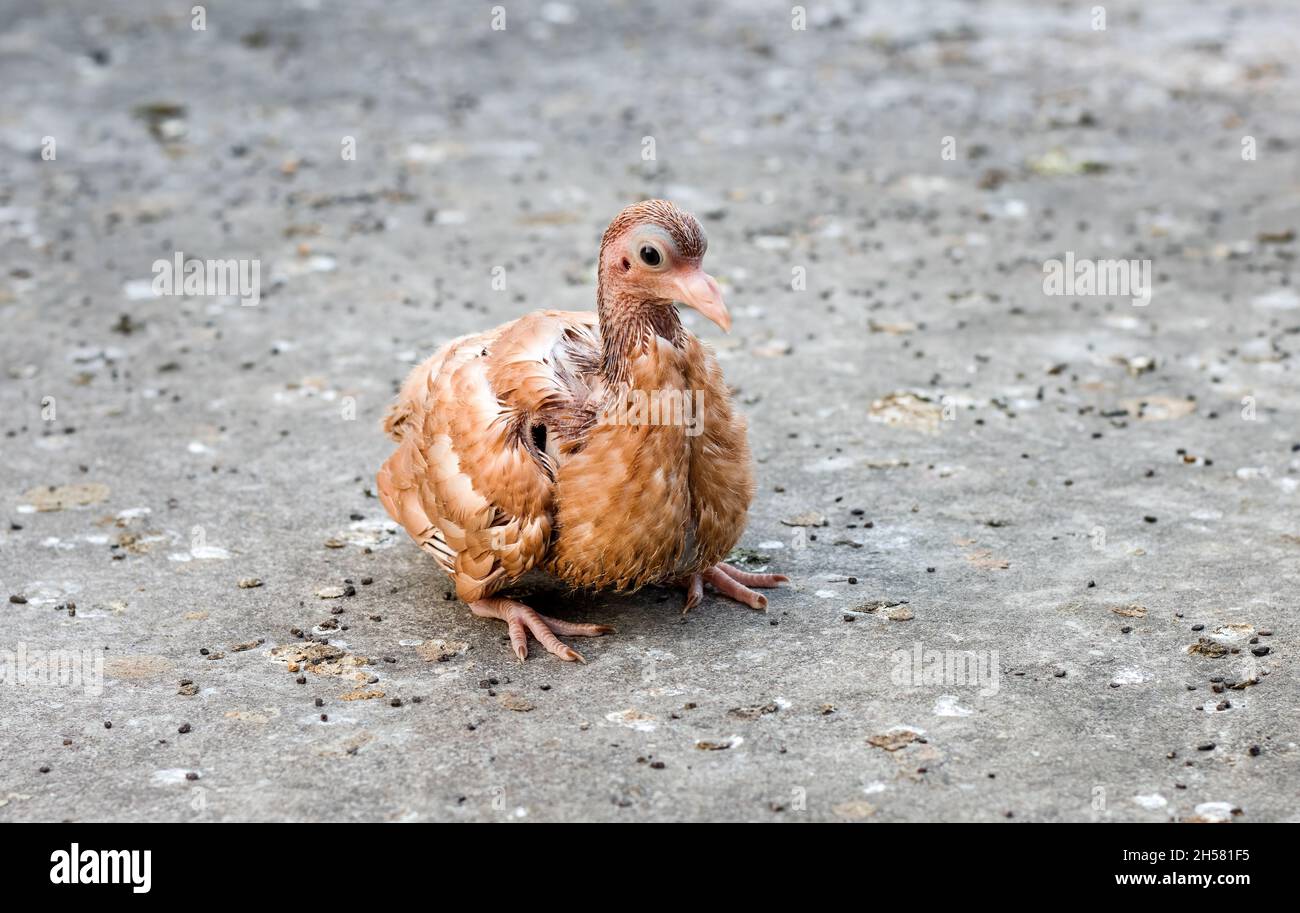 A beautiful young baby pigeon enjoying the sunshine on the rooftop ...