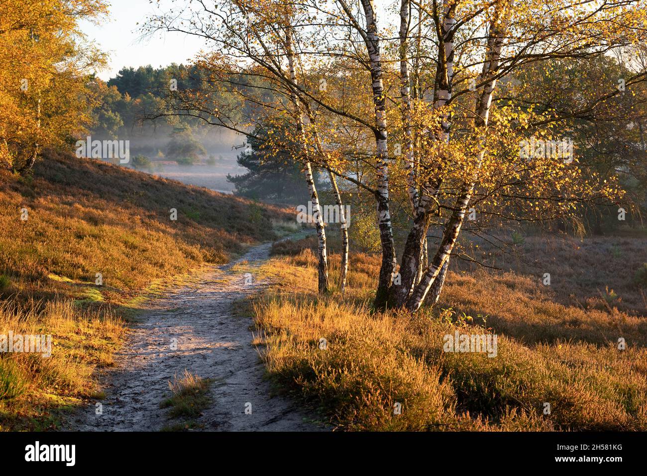 path between hills with birth trees in autumn morning Stock Photo - Alamy