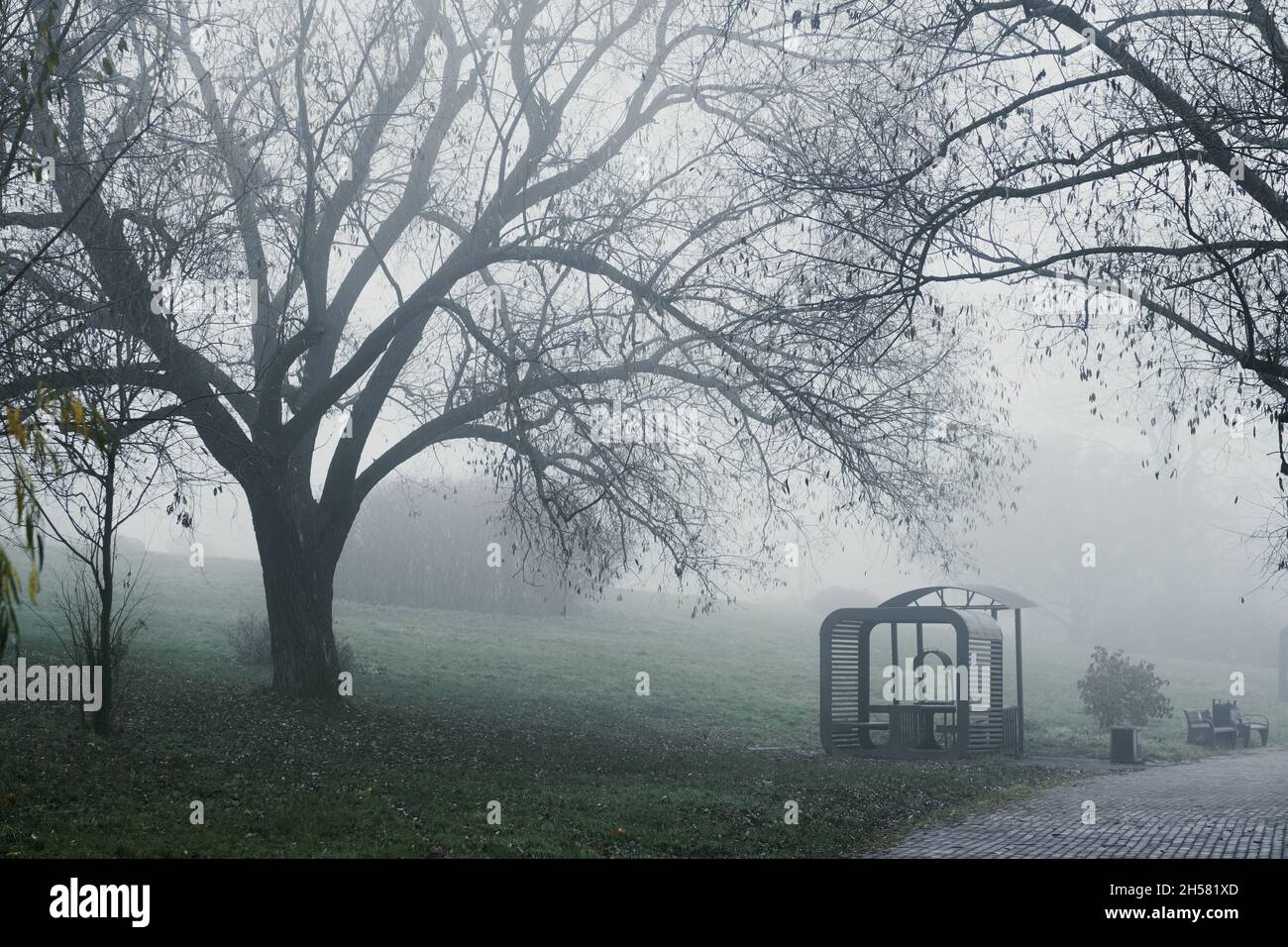 A dense fog in the forest. High quality illustration Stock Photo - Alamy