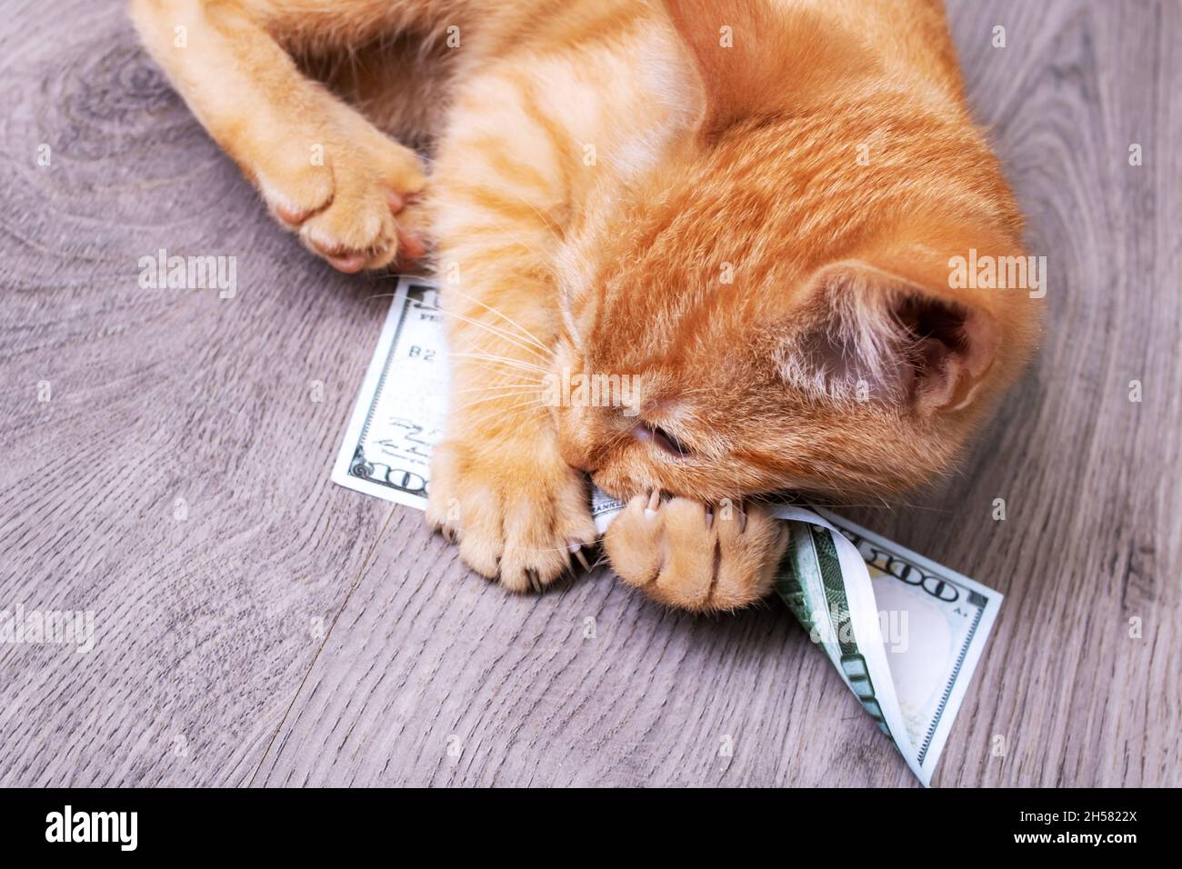Kitten playing in a pile of dollar bills close up Stock Photo - Alamy