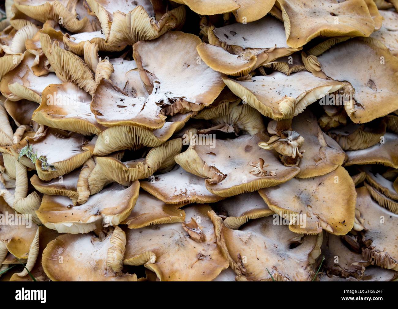 Mushroom shapes hi-res stock photography and images - Alamy
