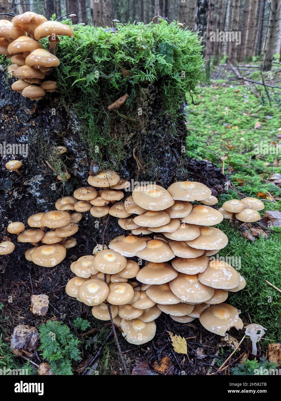 A flipped vertical shot of honey mushrooms Stock Photo - Alamy