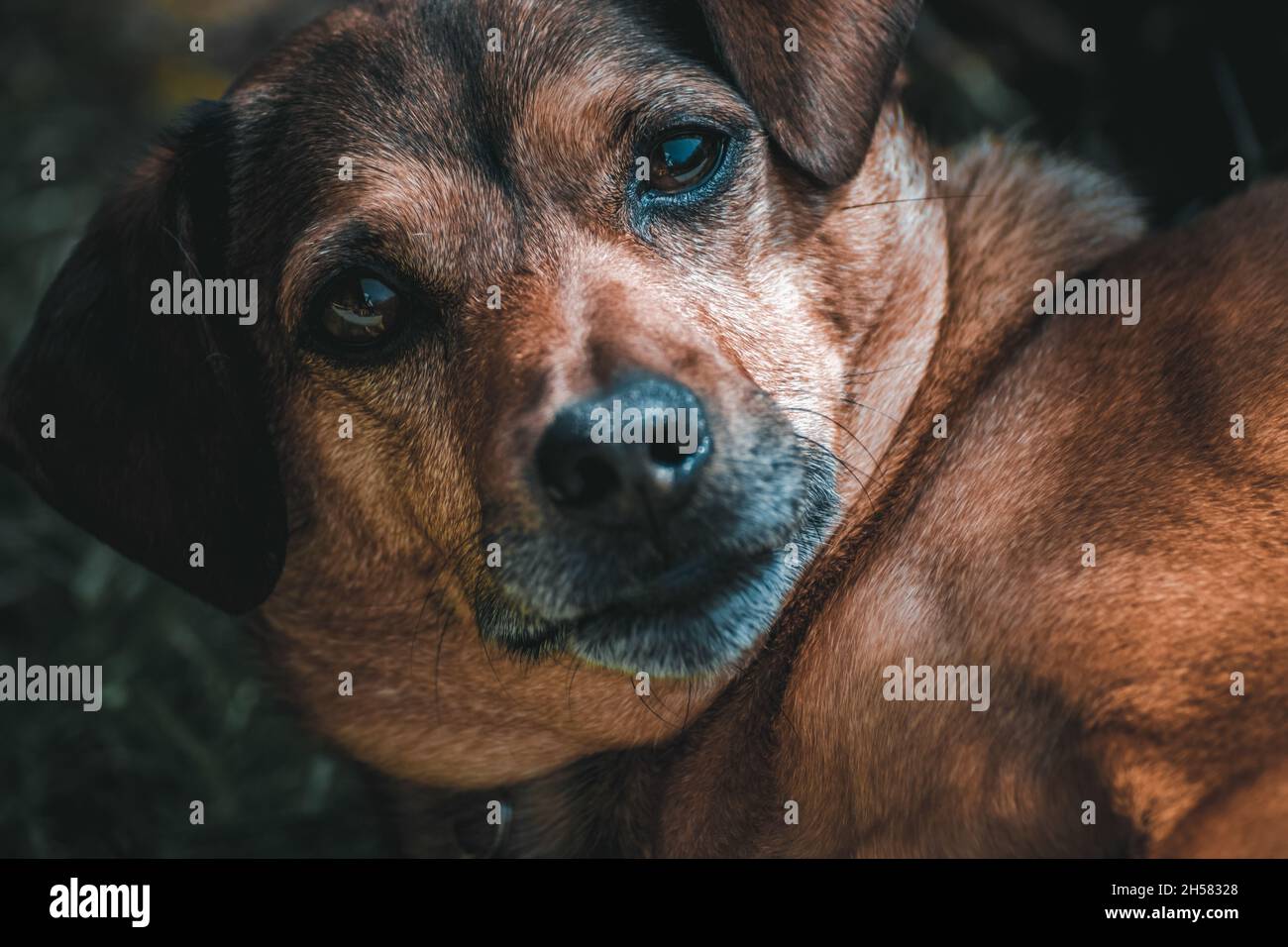 a fantastic brown dog playing with a ball Stock Photo - Alamy