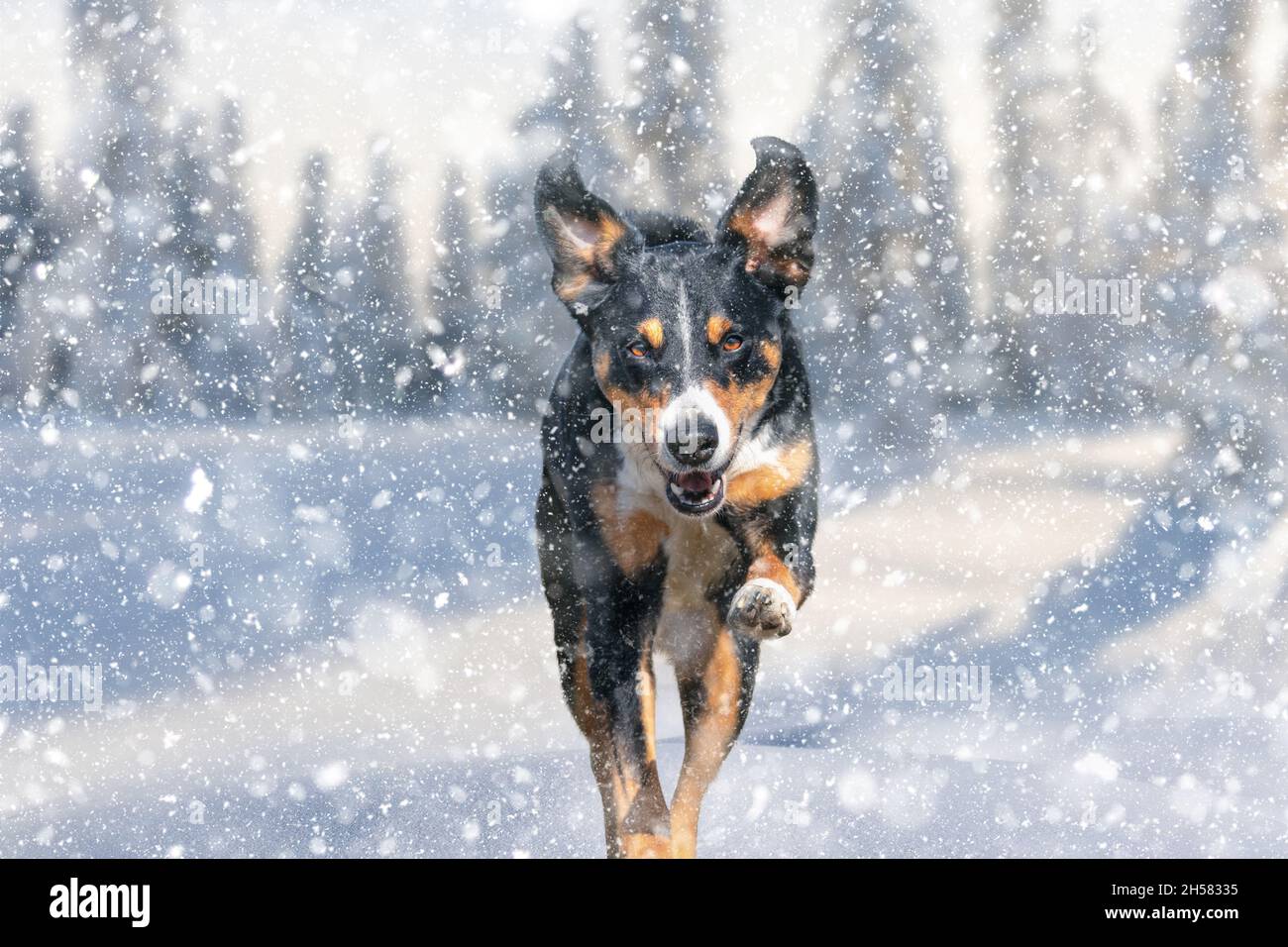 Dog running in cold weather hi-res stock photography and images - Alamy