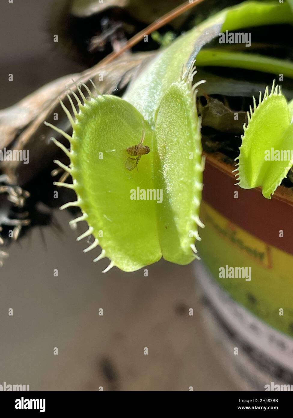 Carnivorous insects hi-res stock photography and images - Alamy