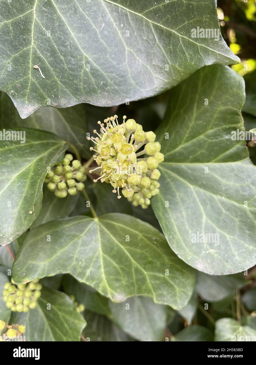 True laurel hi-res stock photography and images - Alamy