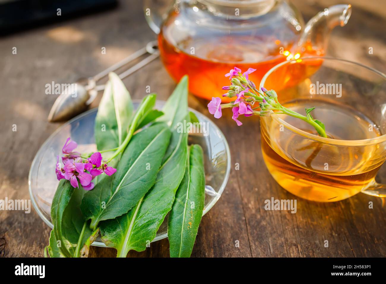 cup of herbal tea with fresh leaves and flowers Matthiola incana ...