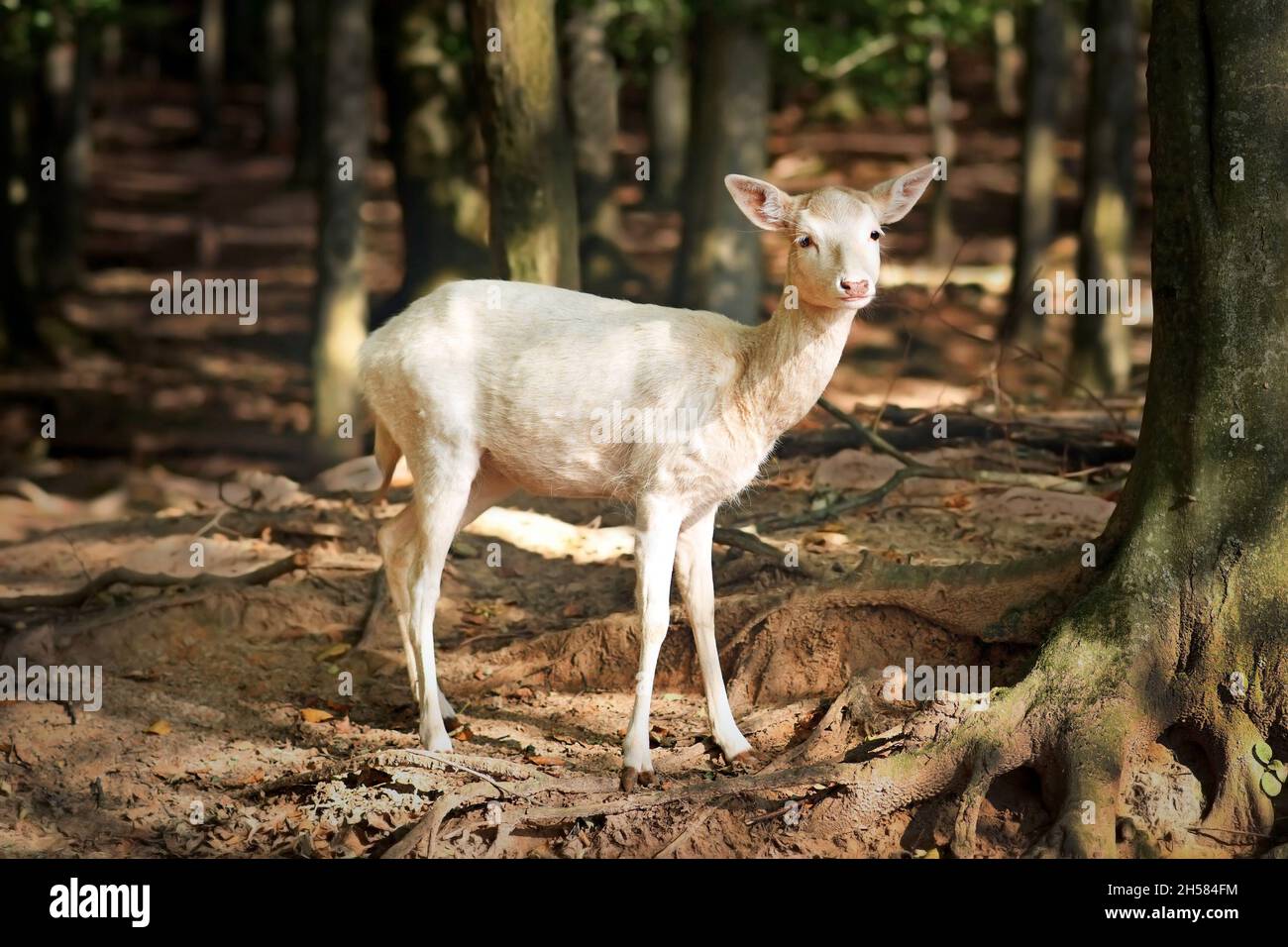 Light colored deer hi-res stock photography and images - Alamy