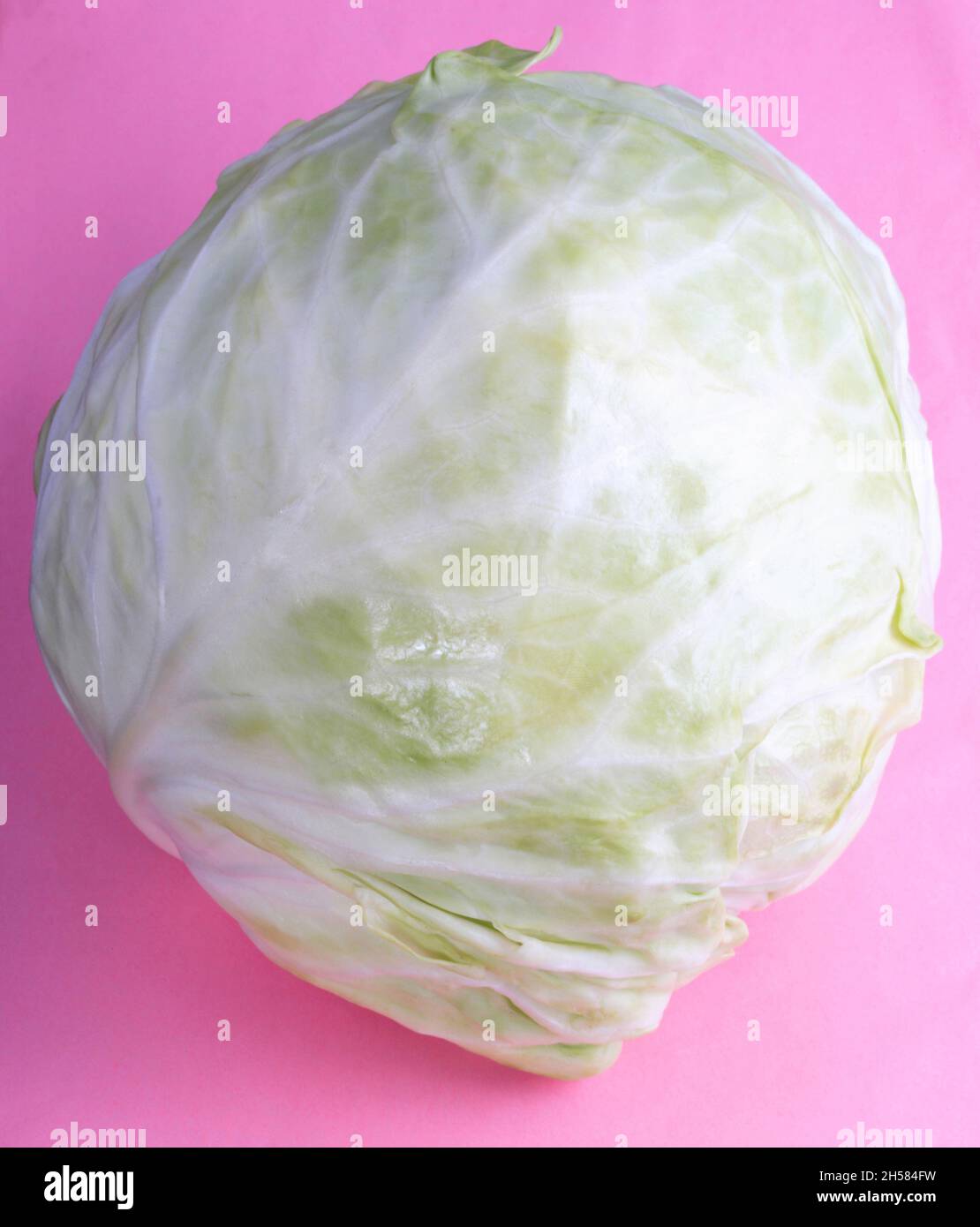 Head of White Cabbage on Pink Background Stock Photo - Alamy