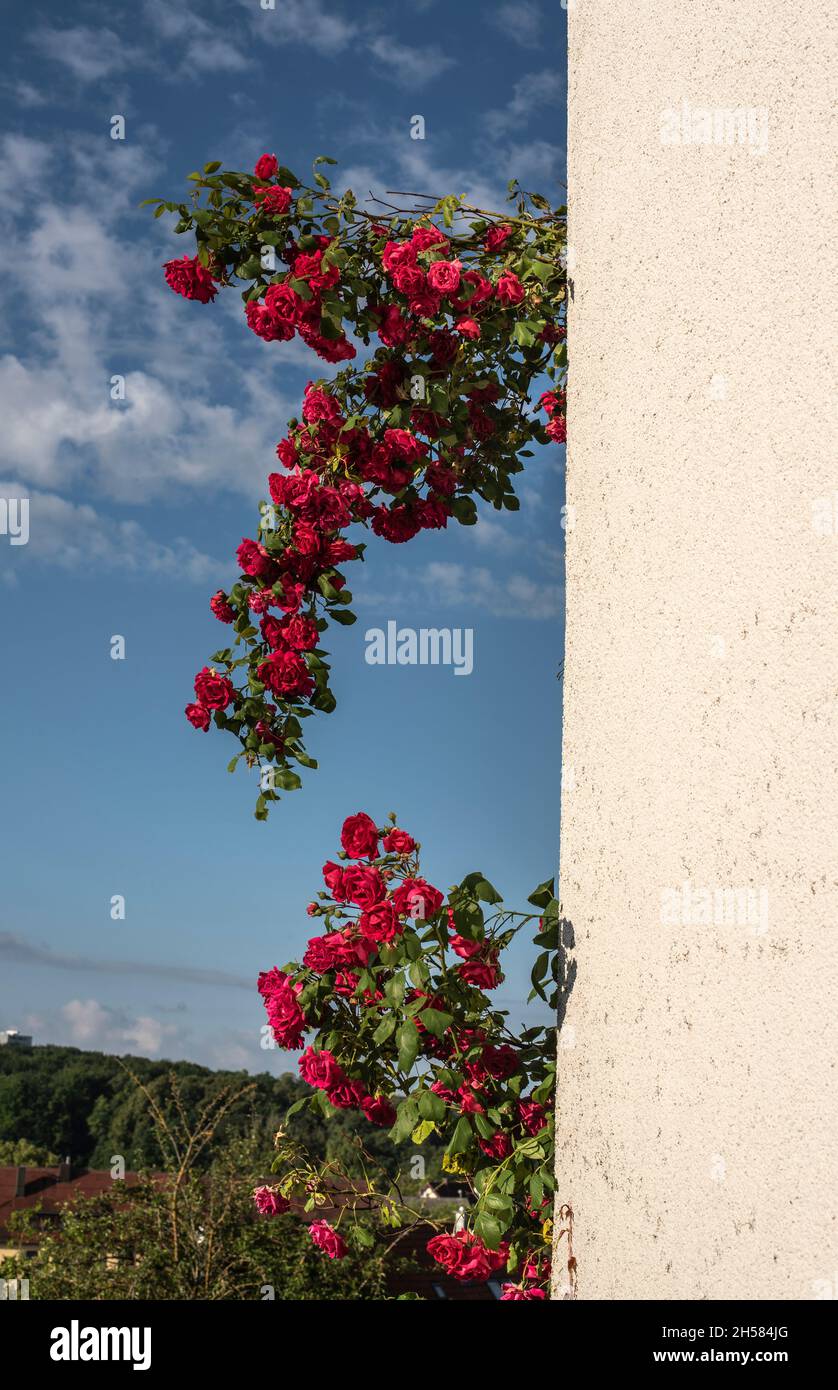 Climbing rosebush hi-res stock photography and images - Alamy