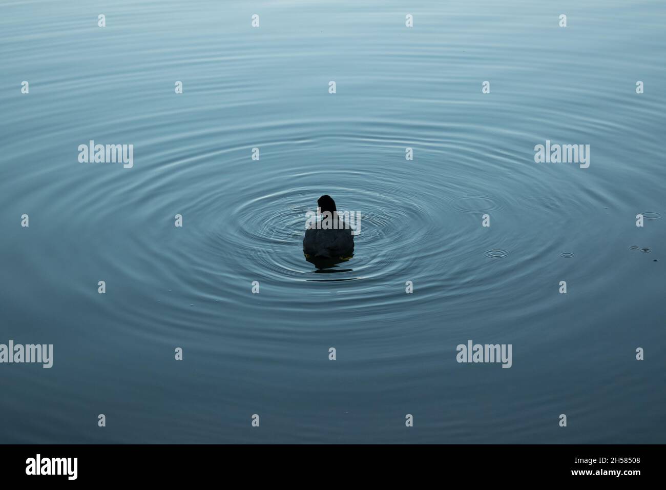 a lovely waterdrop caused by a bird Stock Photo - Alamy