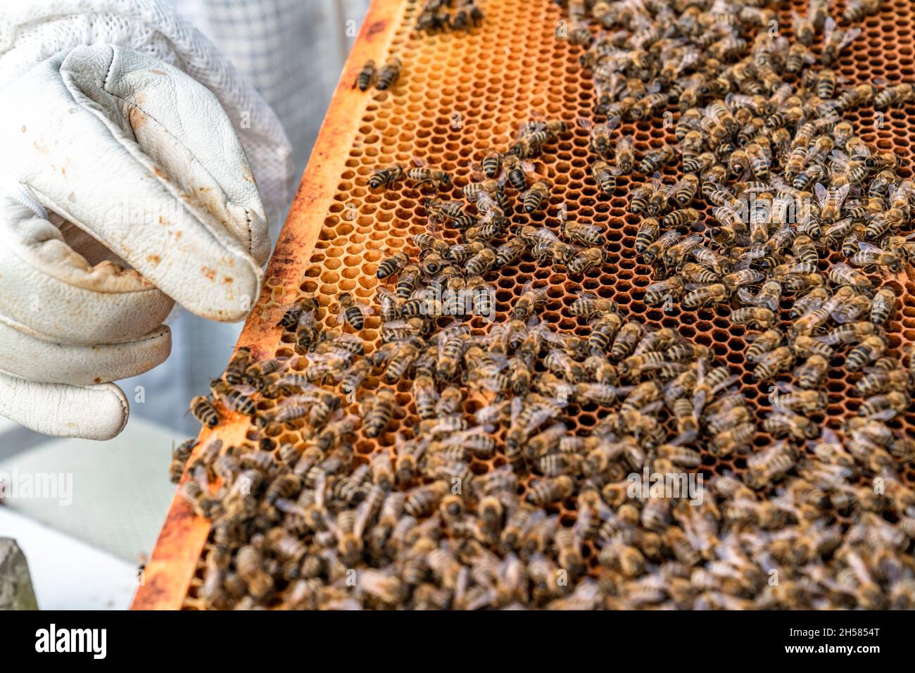 wax frame in bee hive, honey production Stock Photo - Alamy
