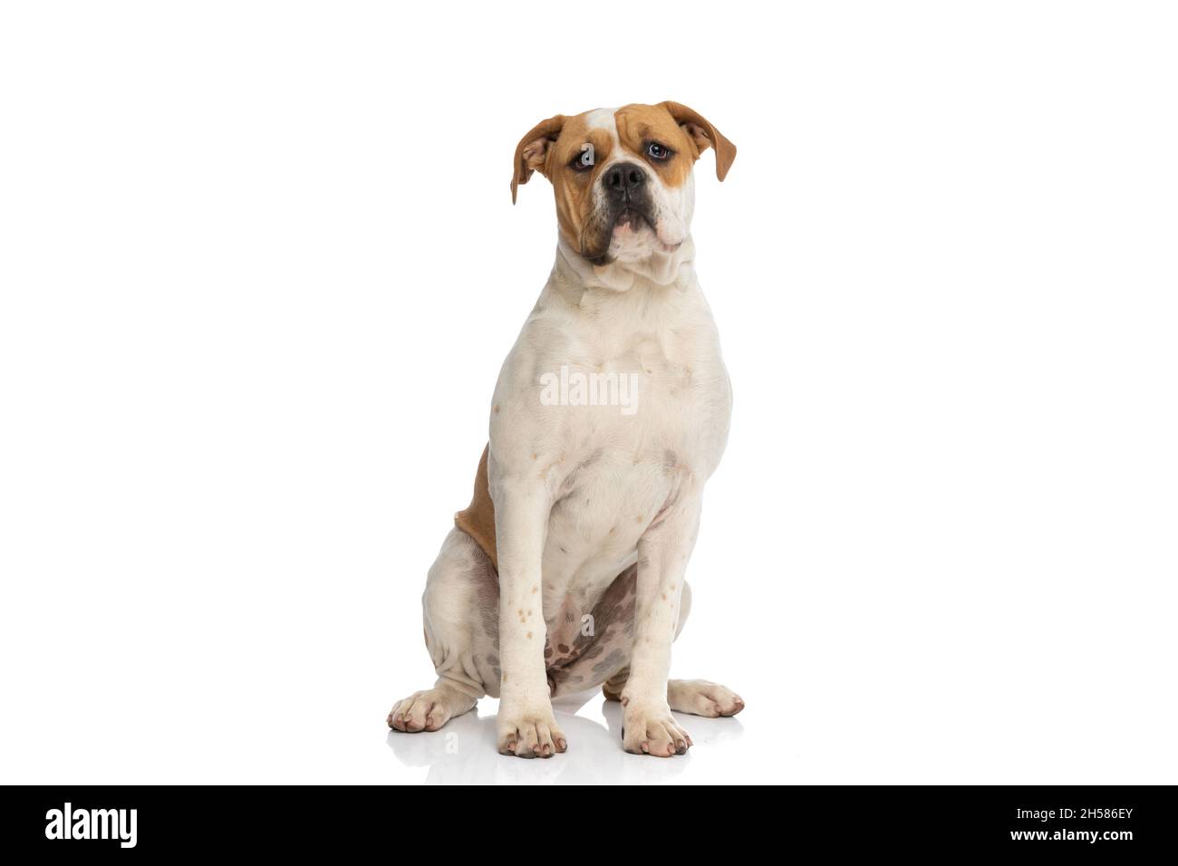 beautiful american bulldog dog puffing his chest and feeling proud on ...
