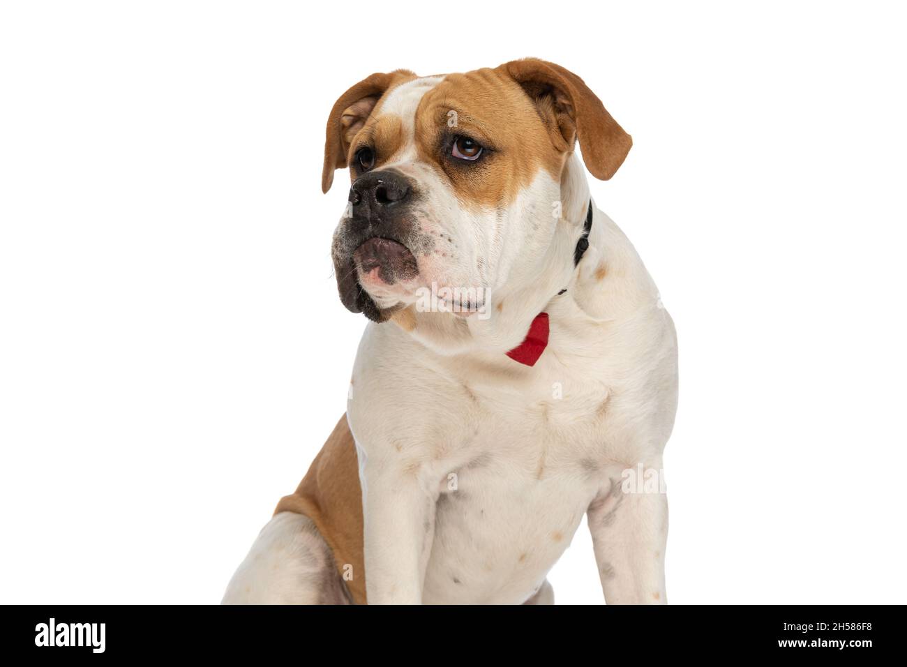 big american bulldog dog looking to the side and wearing a red bowtie ...