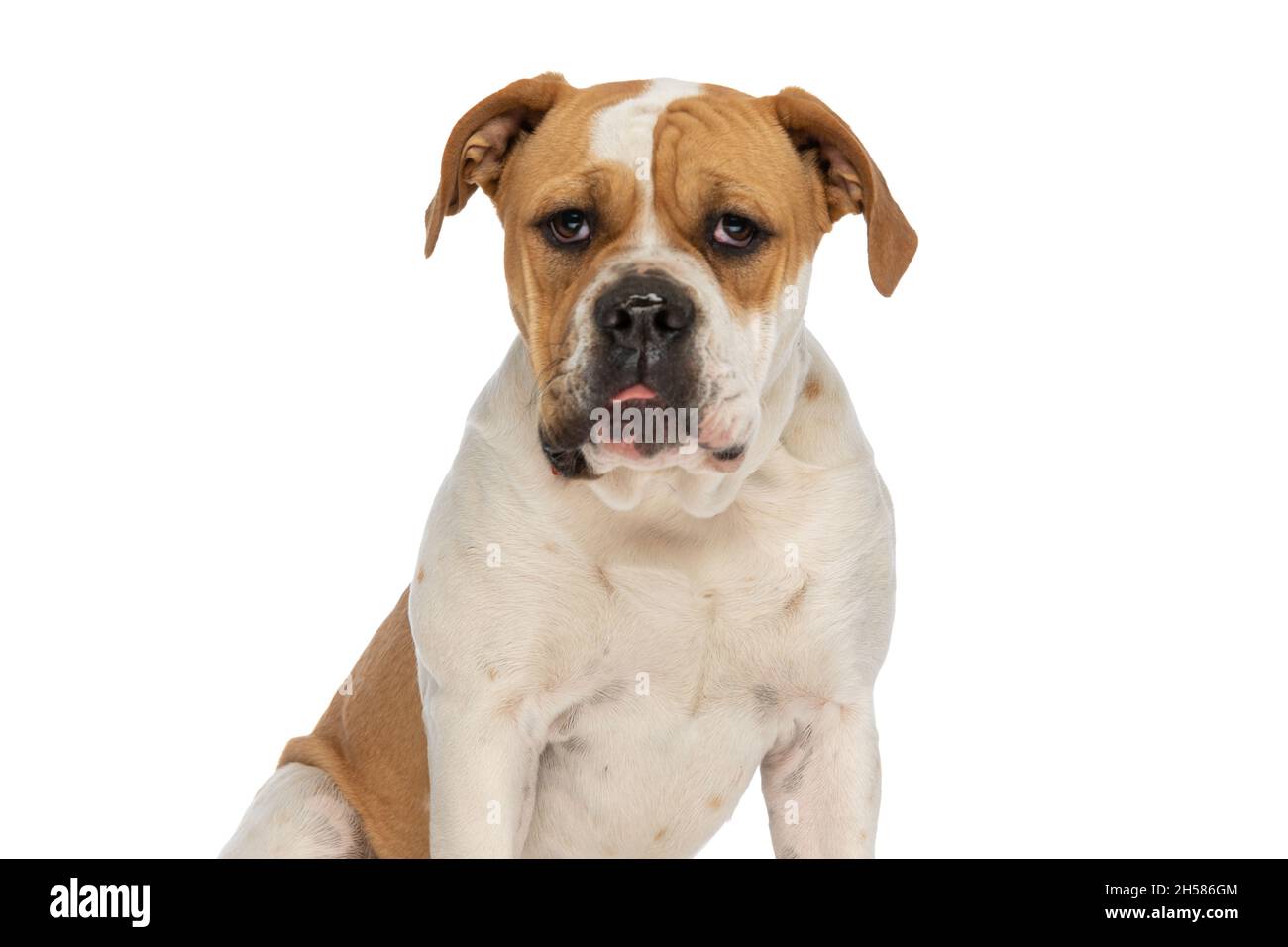 cute american bulldog sticking his tongue out at the camera and sitting ...