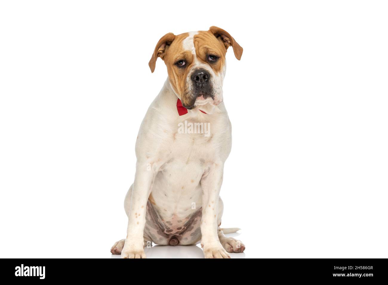 cute american bulldog dog wearing a red bowtie at neck, sitting and ...