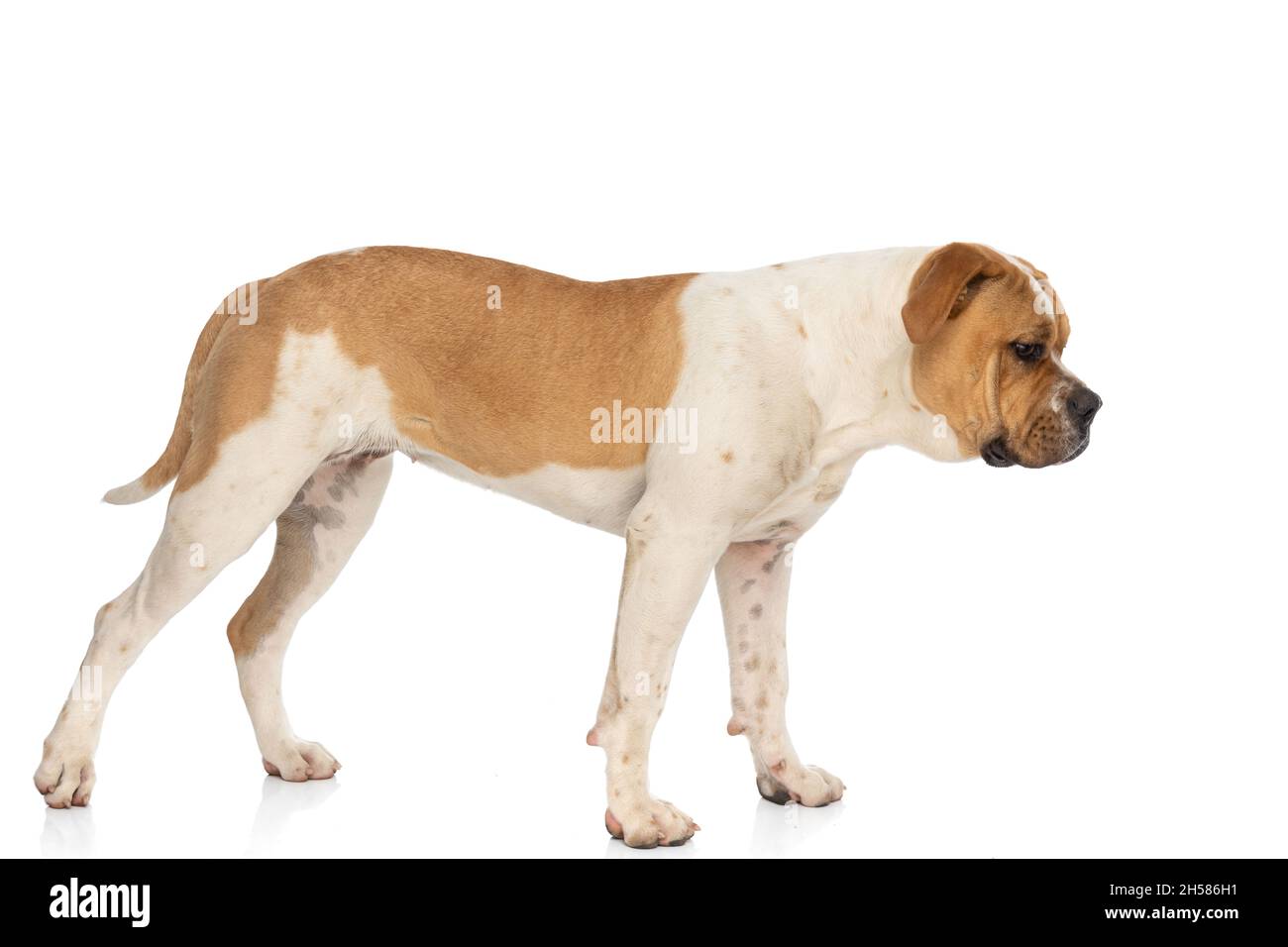 side view of a sweet american bulldog dog looking down and standing ...