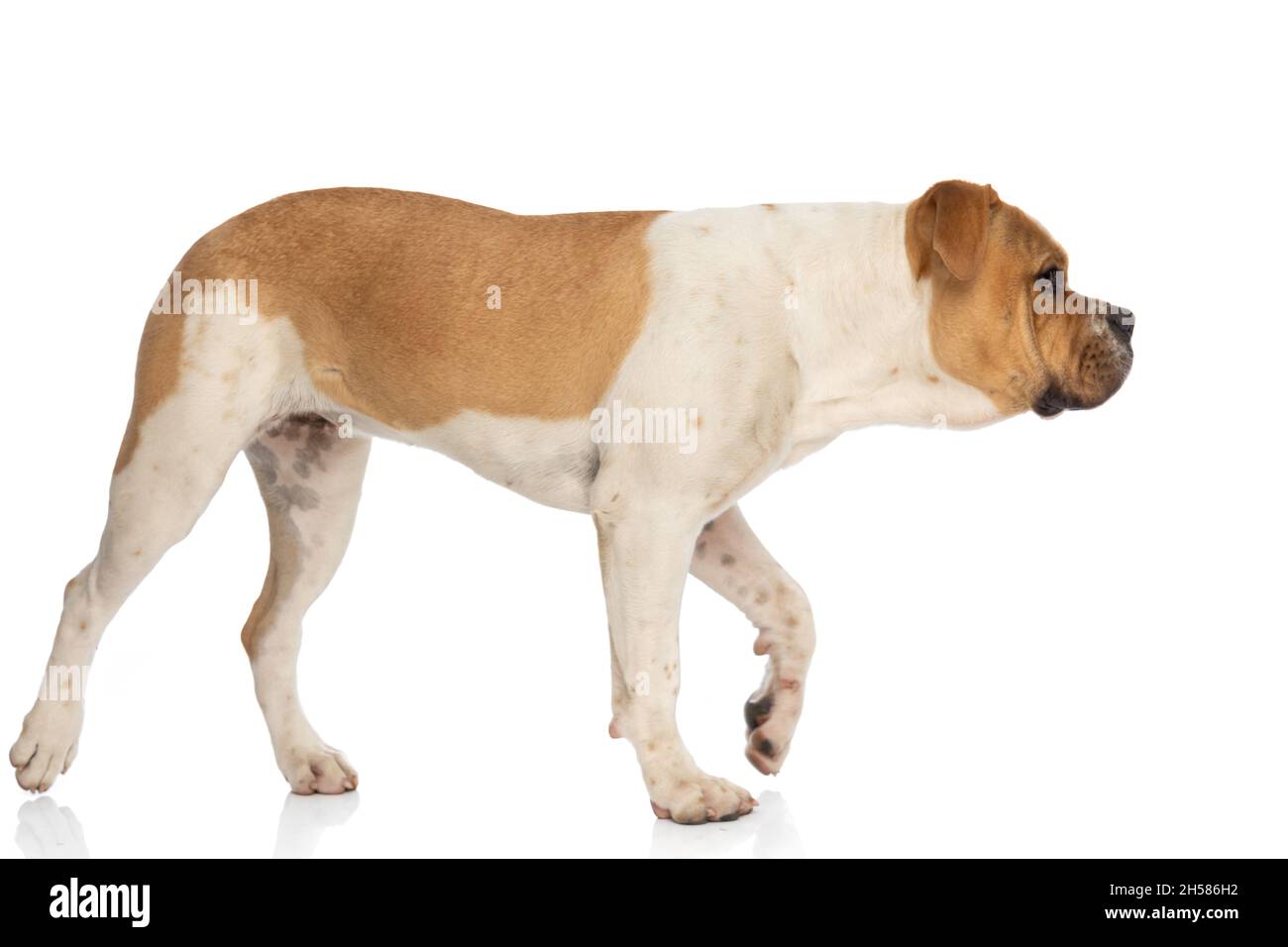 side view of a beautiful american bulldog walking on his way against ...