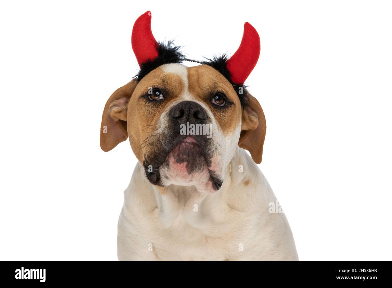 beautiful american bulldog dog wearing devil horns and feeling bored on ...