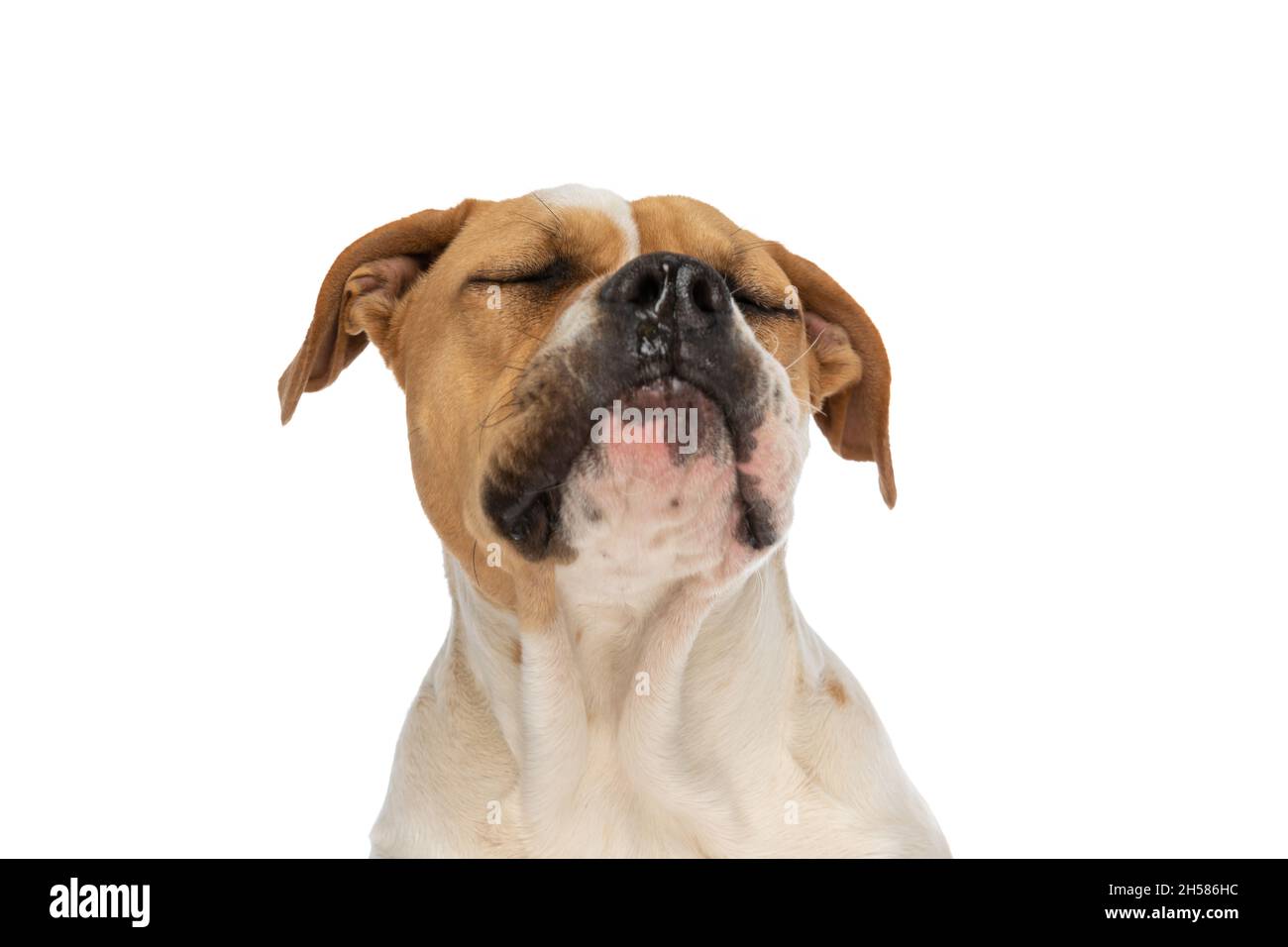 american bulldog dog falling asleep while sitting against white studio ...