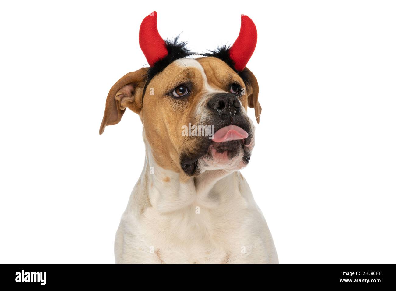 bad american bulldog dog wearing devil horns and sticking his tongue ...