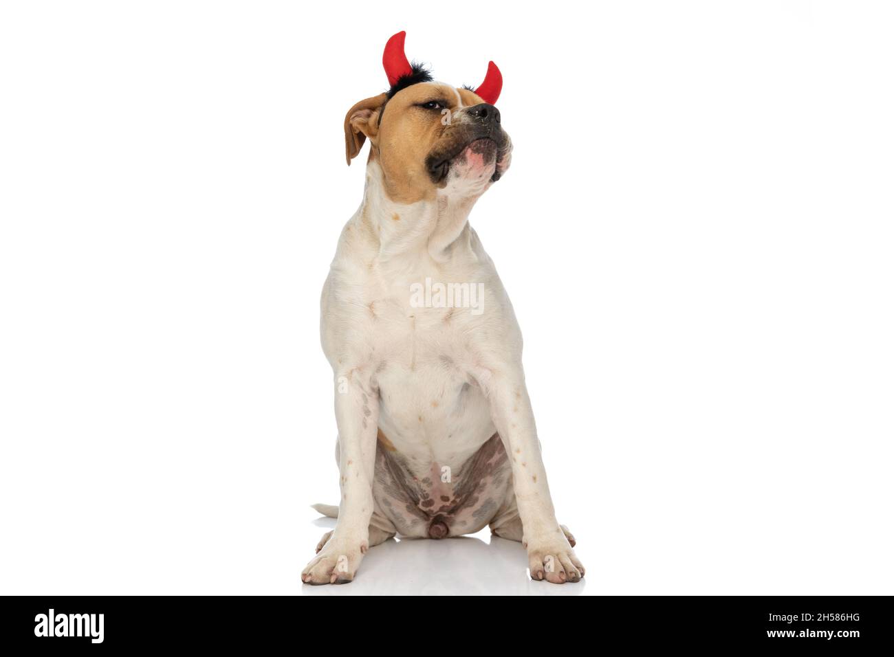 cute american bulldog dog feeling a bit arrogant and wearing devil ...