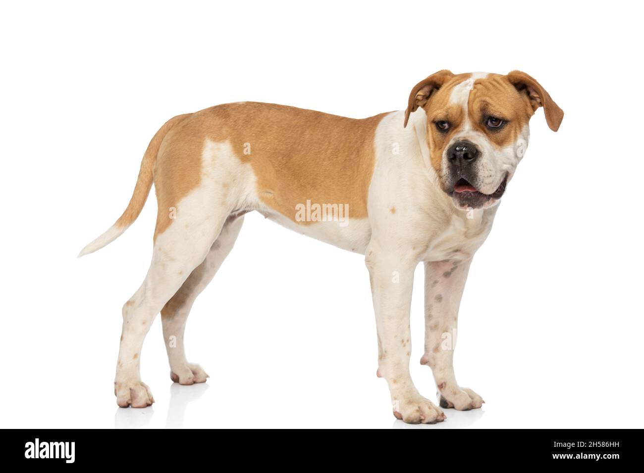 side view of an american bulldog dog looking away, panting and standing ...