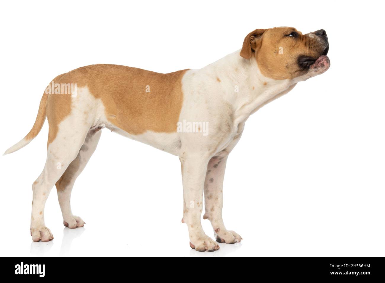 side view of a beautiful american bulldog dog barking and standing ...