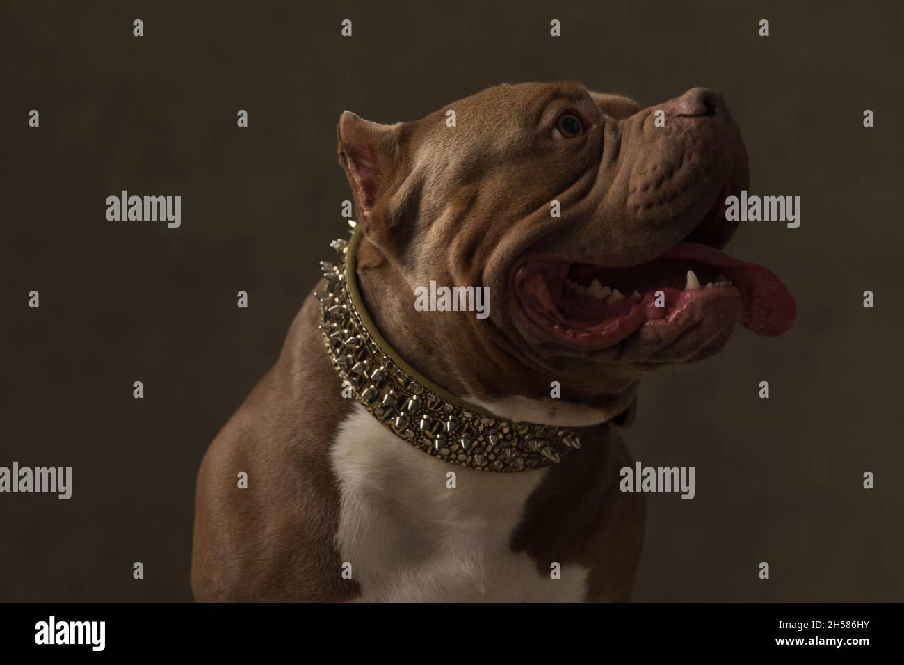 side view of an adorable American Bully dog looking to the side and ...