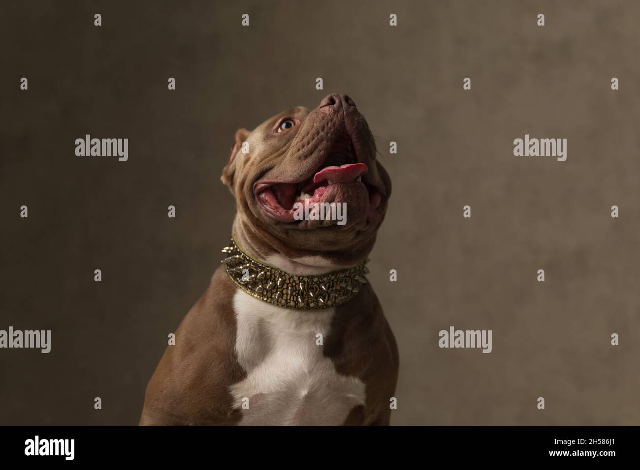 American Bully Wallpaper