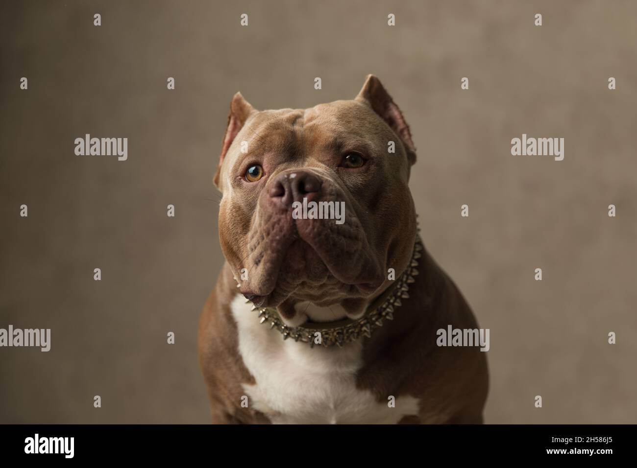 sweet american bully dog making a very serious face, wearing a collar ...