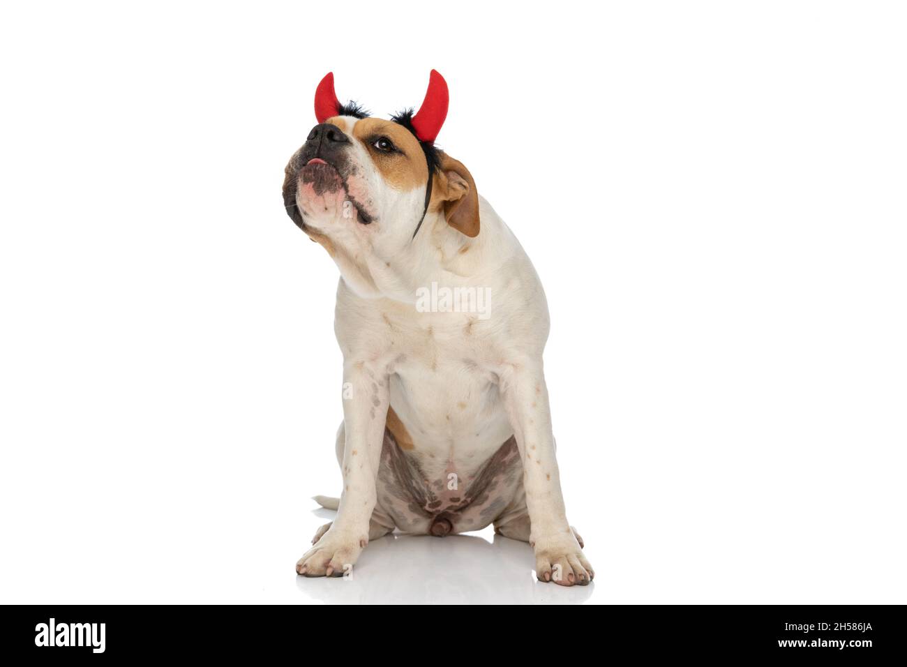 adorable american bulldog dog wearing devil horns, licking his mouth ...