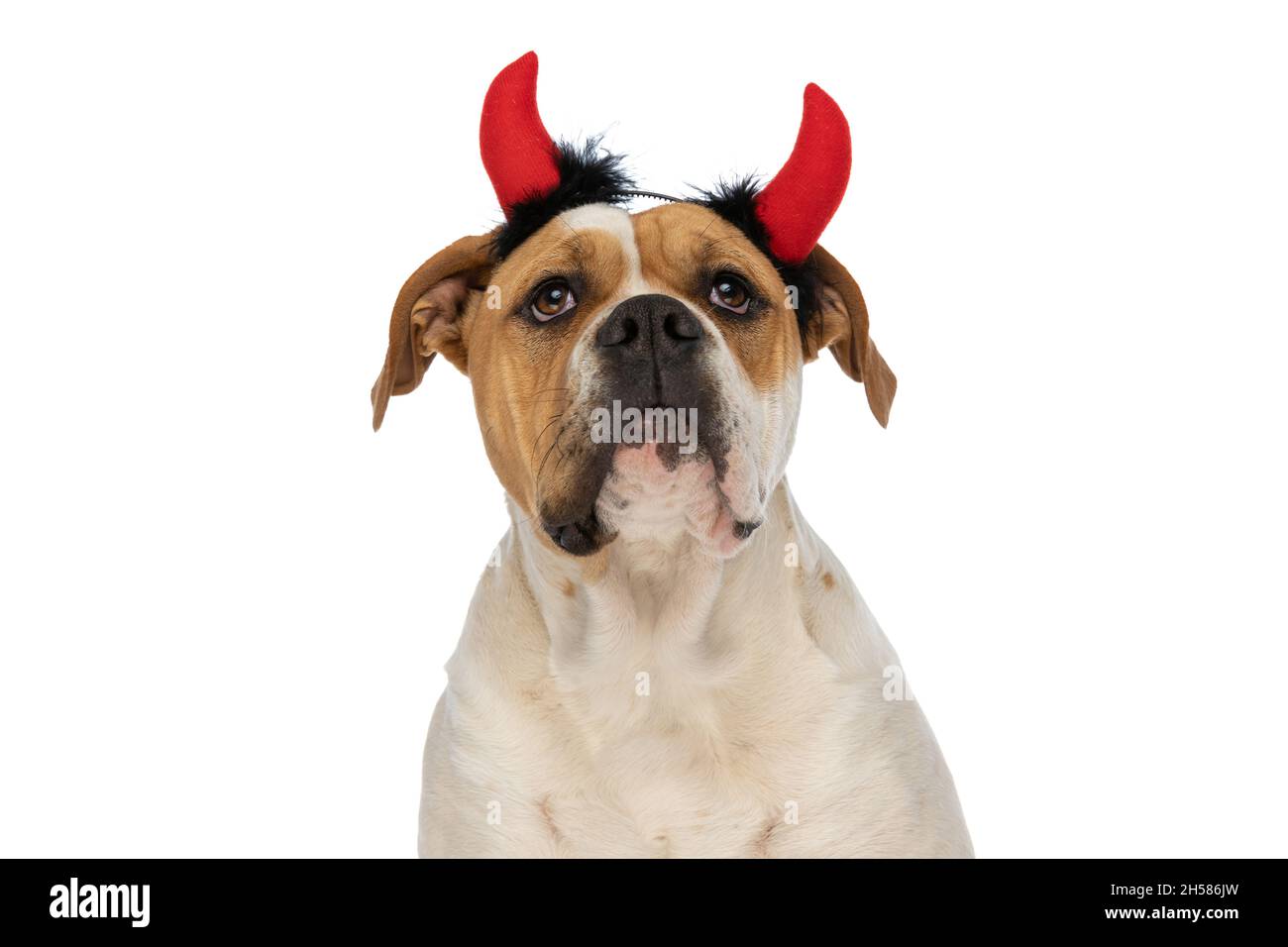 beautiful american bulldog dog wearing devil horns and looking up ...