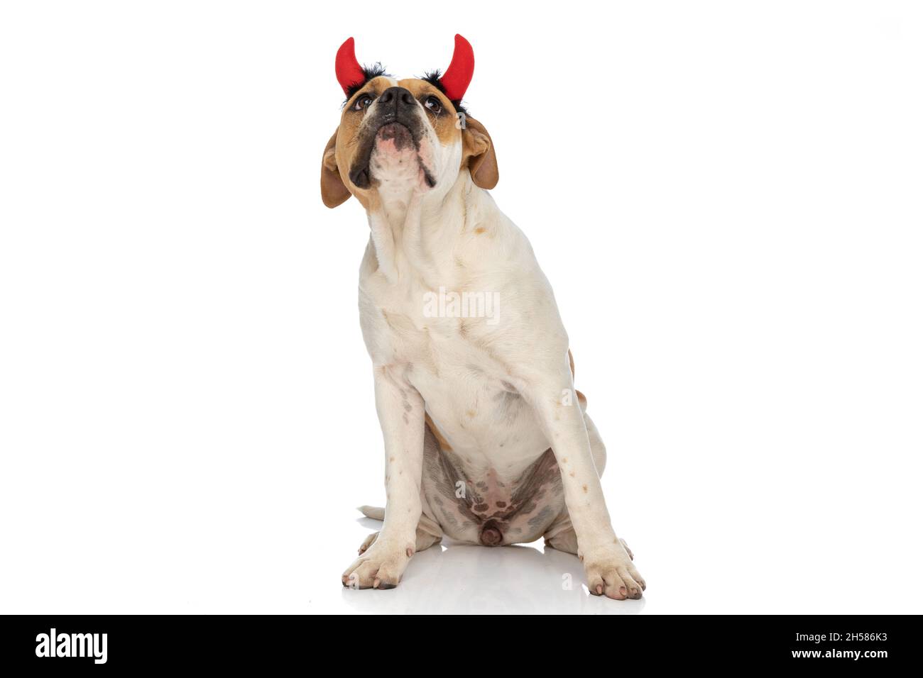 american bulldog dog looking up, wearing devil horns and sitting on ...