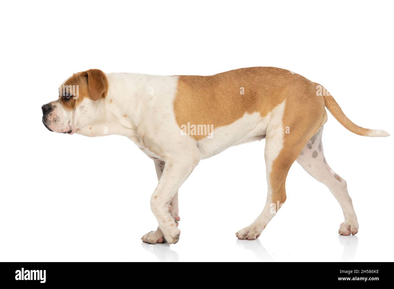 side view of a cute american bulldog dog walking in a direction against ...
