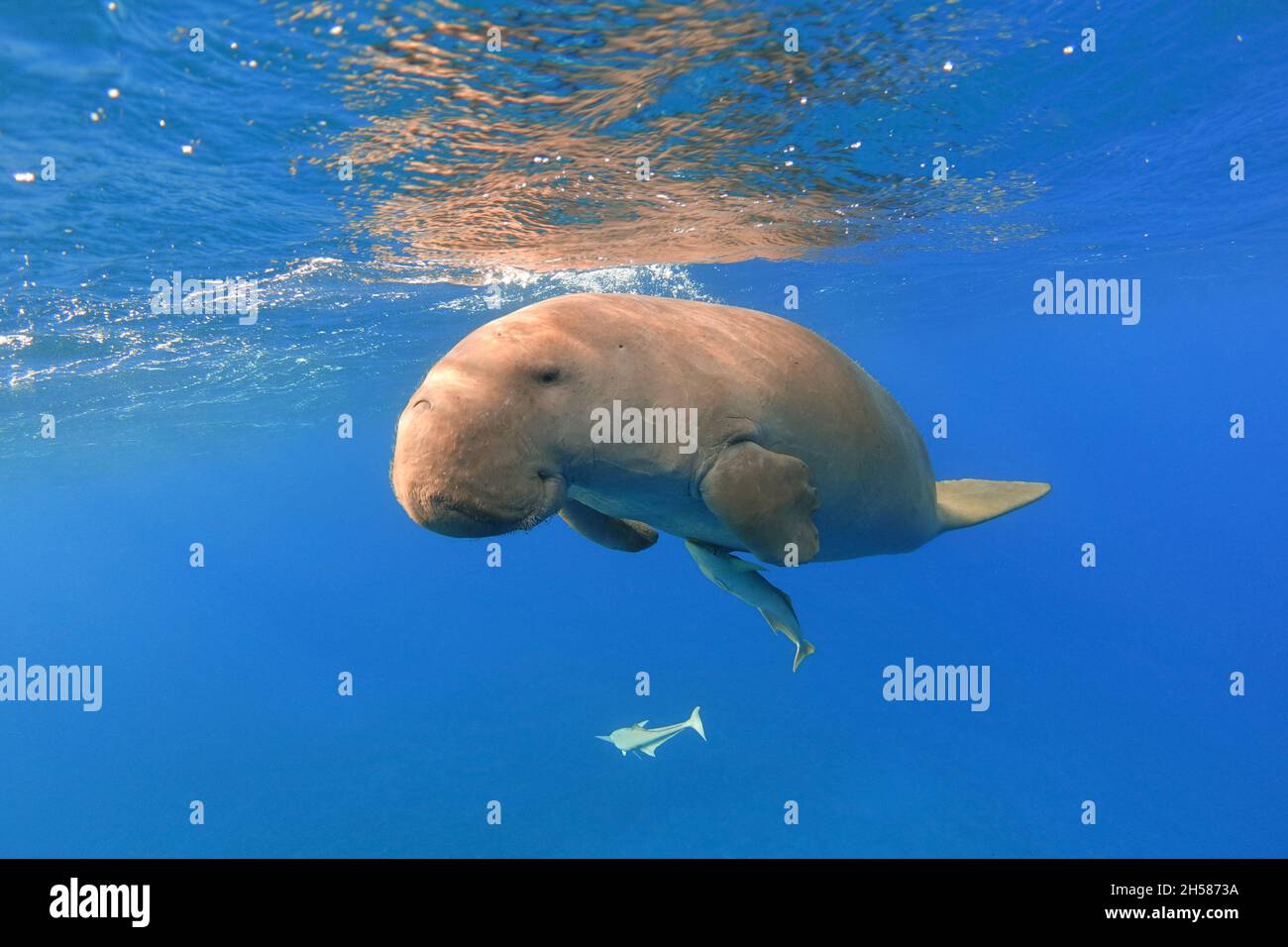 Dugong with remora swimming underwater, front view. Rare sea mammal ...