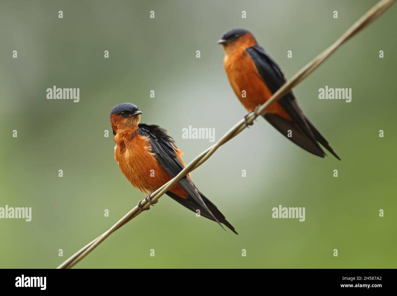 Sri Lanka Swallow (Cecropis hyperythra) two adults on wire (Sri Lanka ...