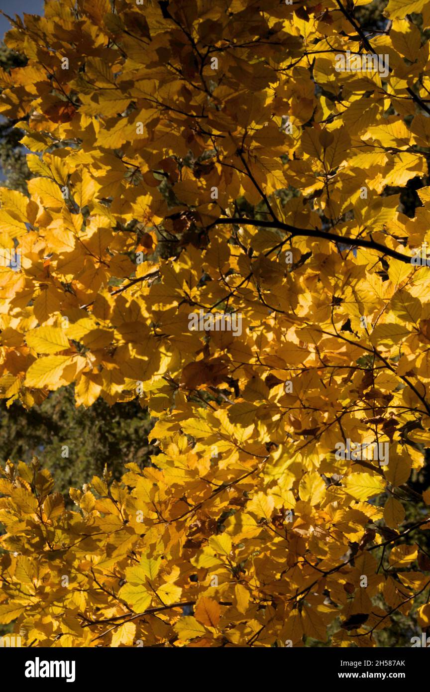 Golden Autumn foliage of beech tree in woods near Flims, Switzerland ...