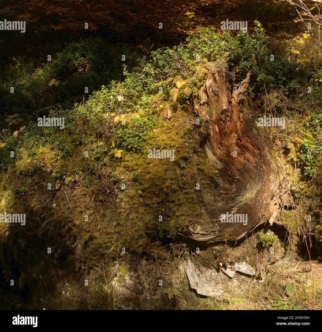 Tangled bank and rotting pine stump in forest near Flims Stock Photo ...