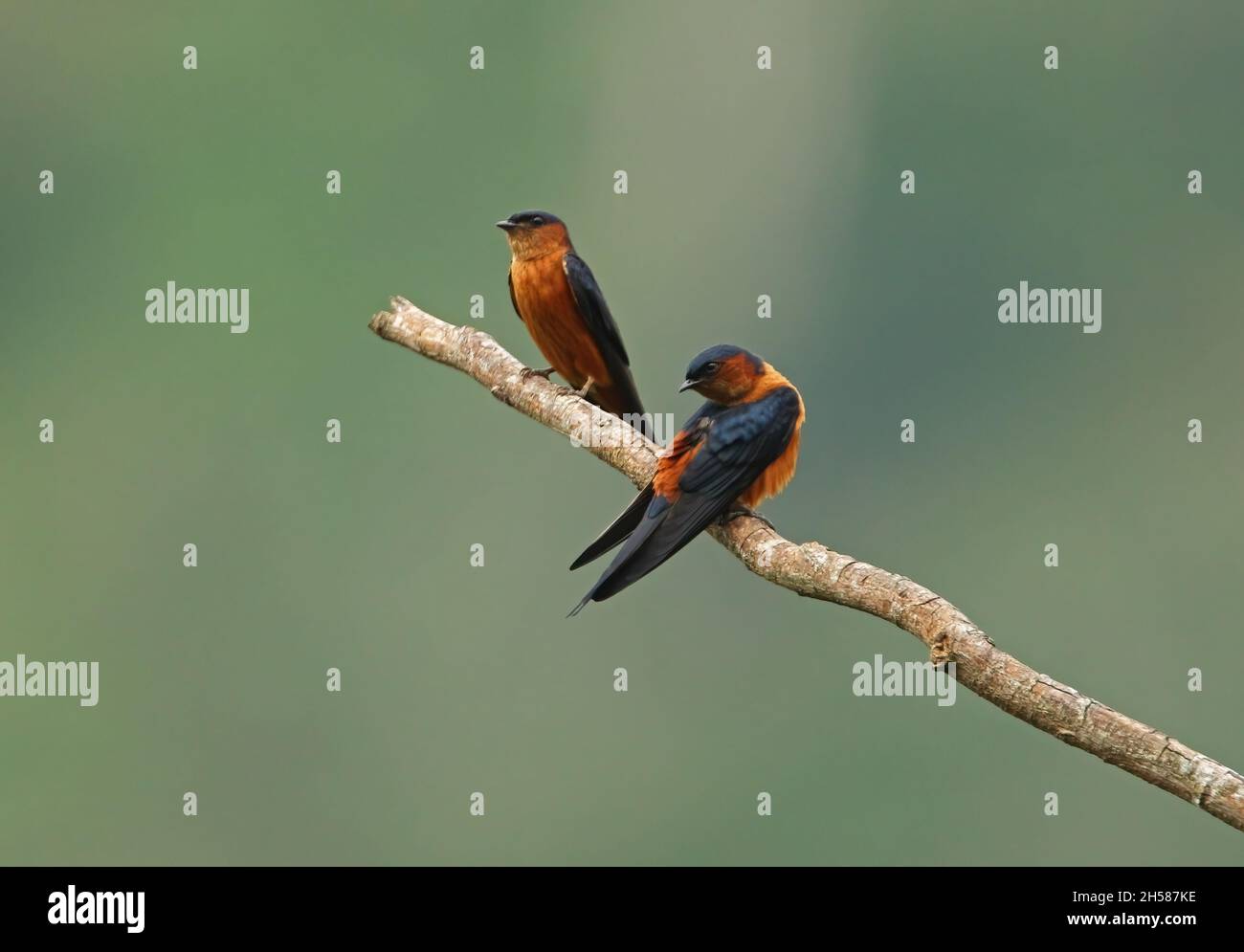 Sri Lanka Swallow Cecropis hyperythra) two adults on dead tree, one ...