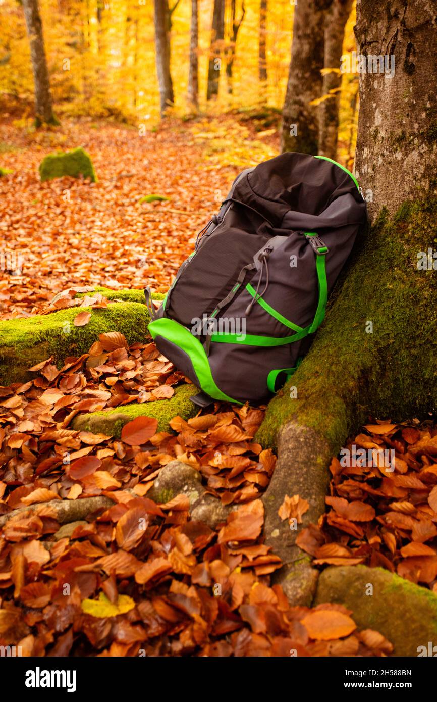 Backpack in the forest under the tree in fall Stock Photo - Alamy