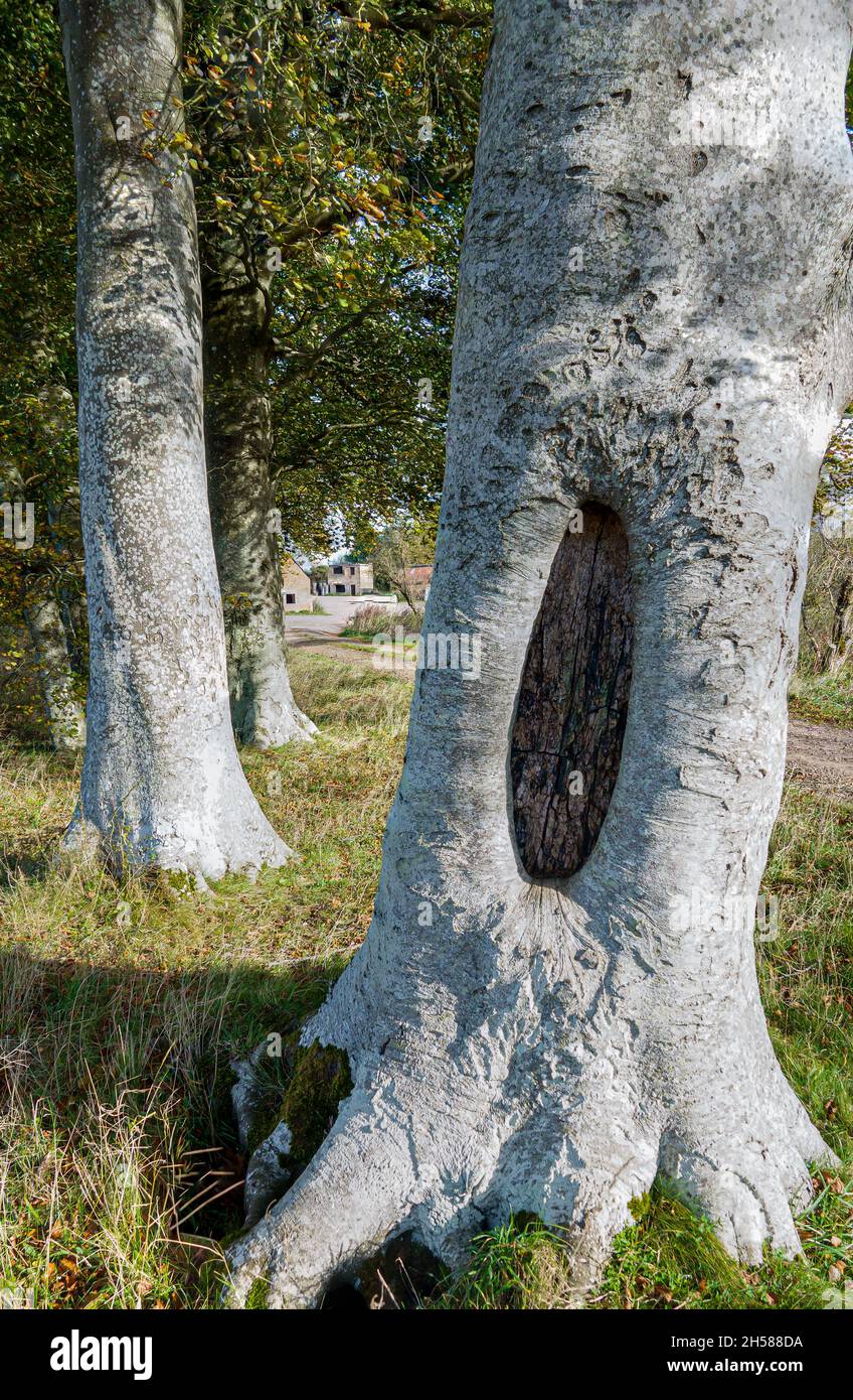 Beech Tree Trunk