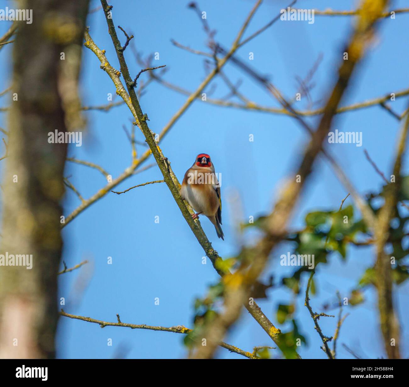 A Goldfinch (Carduelis carduelis) grips tightly to an upright branch ...