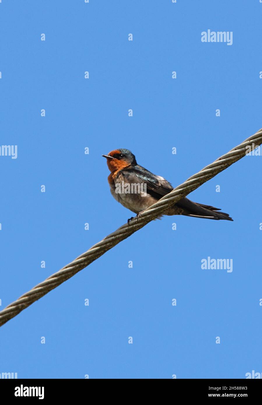 Hirundo thaitica hi-res stock photography and images - Alamy