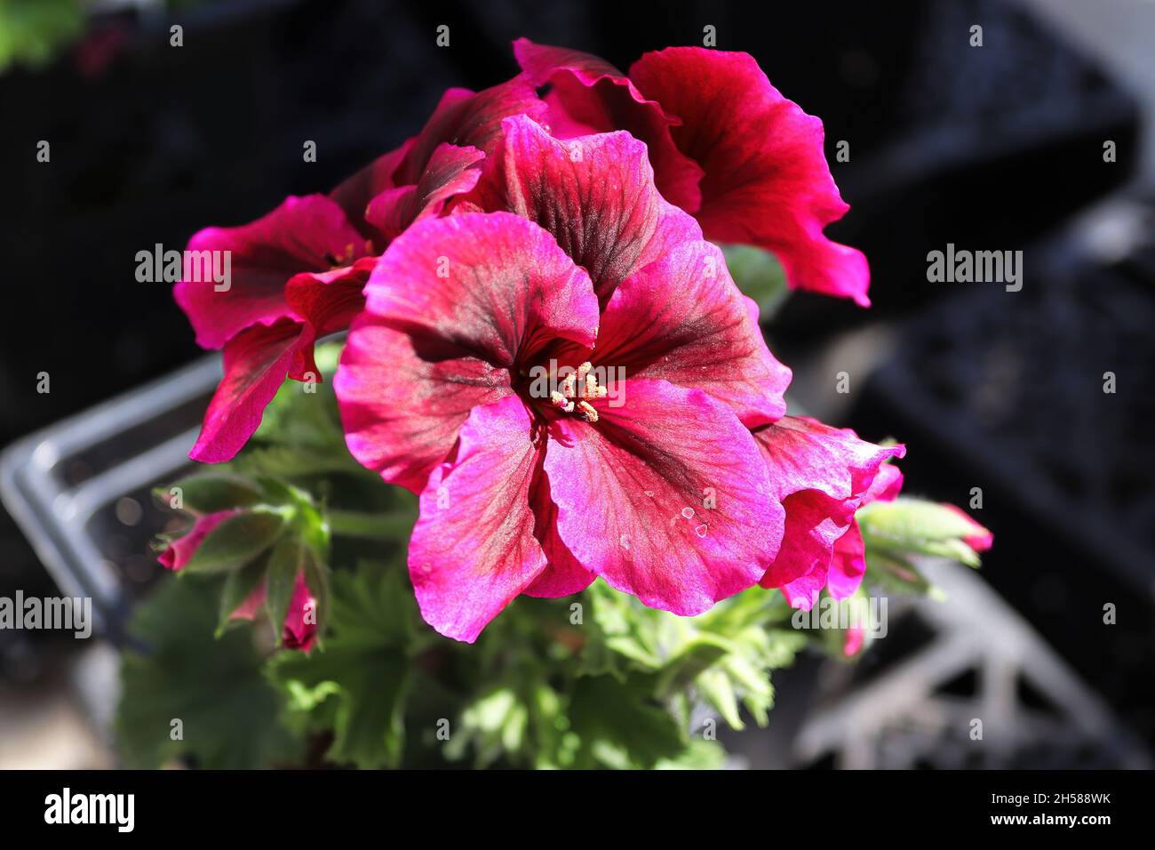 Pink and red geranium flowers in bloom Stock Photo - Alamy